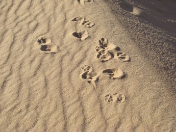 Suivre les traces | Point KT